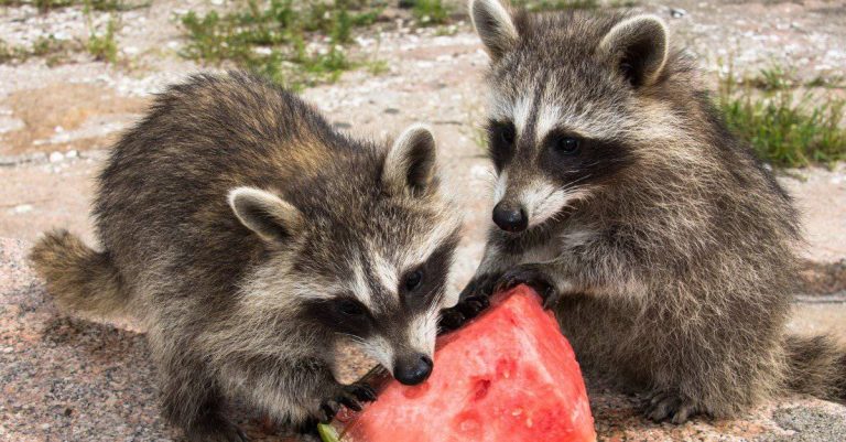 The Diet of Raccoons: What Do These Curious Omnivores Eat? - Mike ...